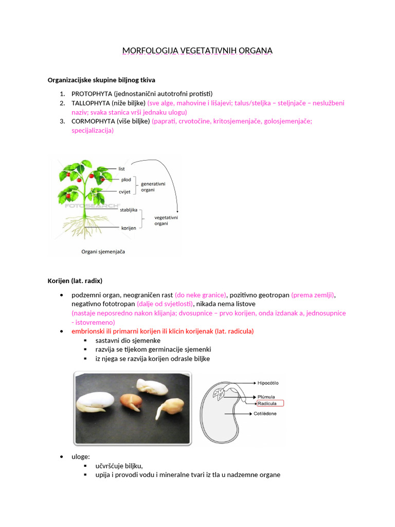 Morfologija Vegetativnih Organa | PDF