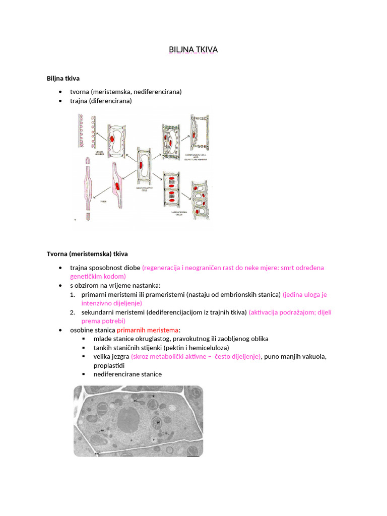 Biljna Tkiva | PDF