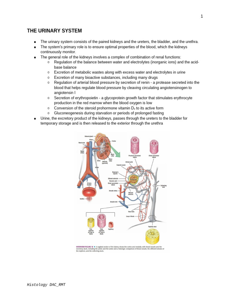 The Urinary System | PDF