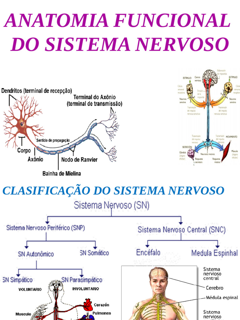 Sistema Nervoso | PDF