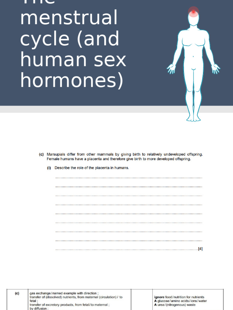 Mrs Tallon - The menstrual cycle-5 (1) | PDF
