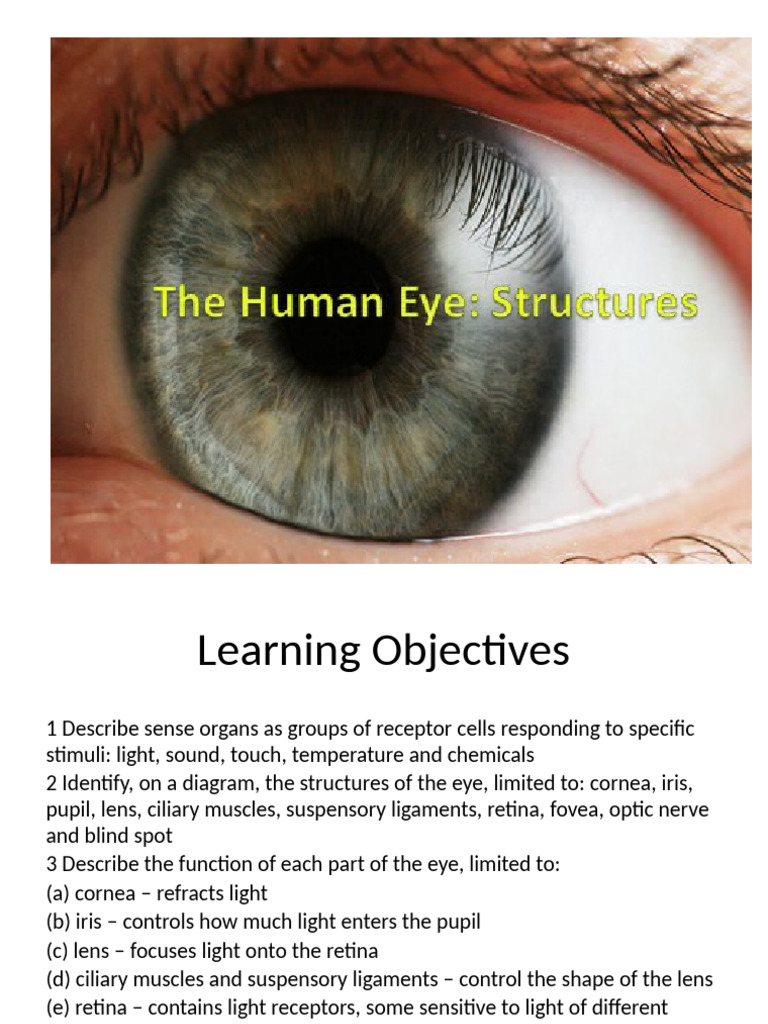 The Human Eye PowerPoint | PDF