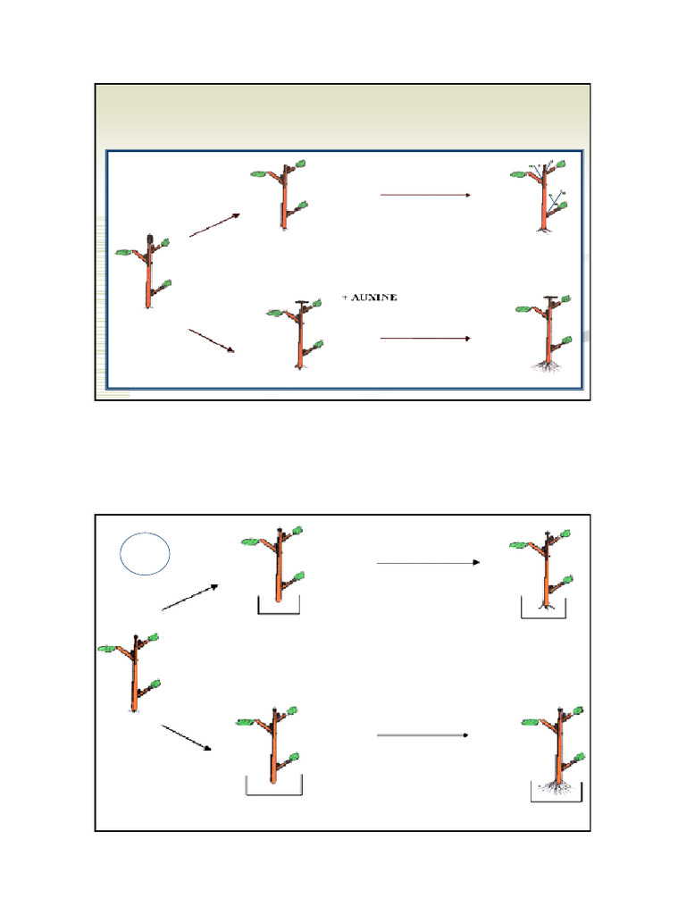 TD sv4 Phyv Sadki2 | PDF