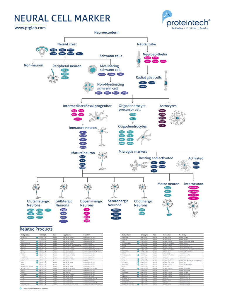 Neural Cell Markers Posters | PDF | Molecular Biology | Biochemistry