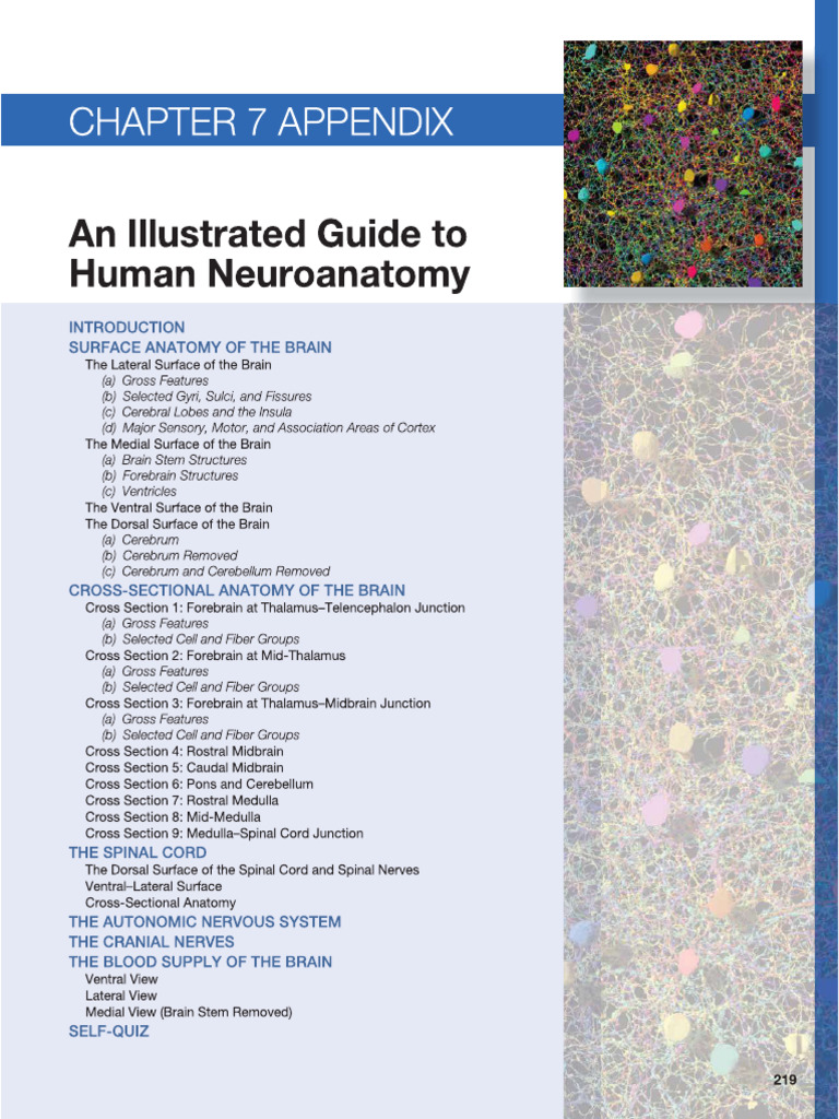 Chap 7 Appendix - An Illustrated Guide To The Human CNS | PDF