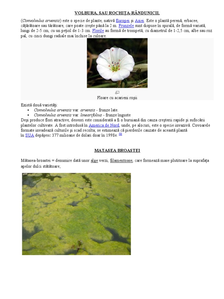 Volbura Sau Rochita Randunicii-Floare | PDF