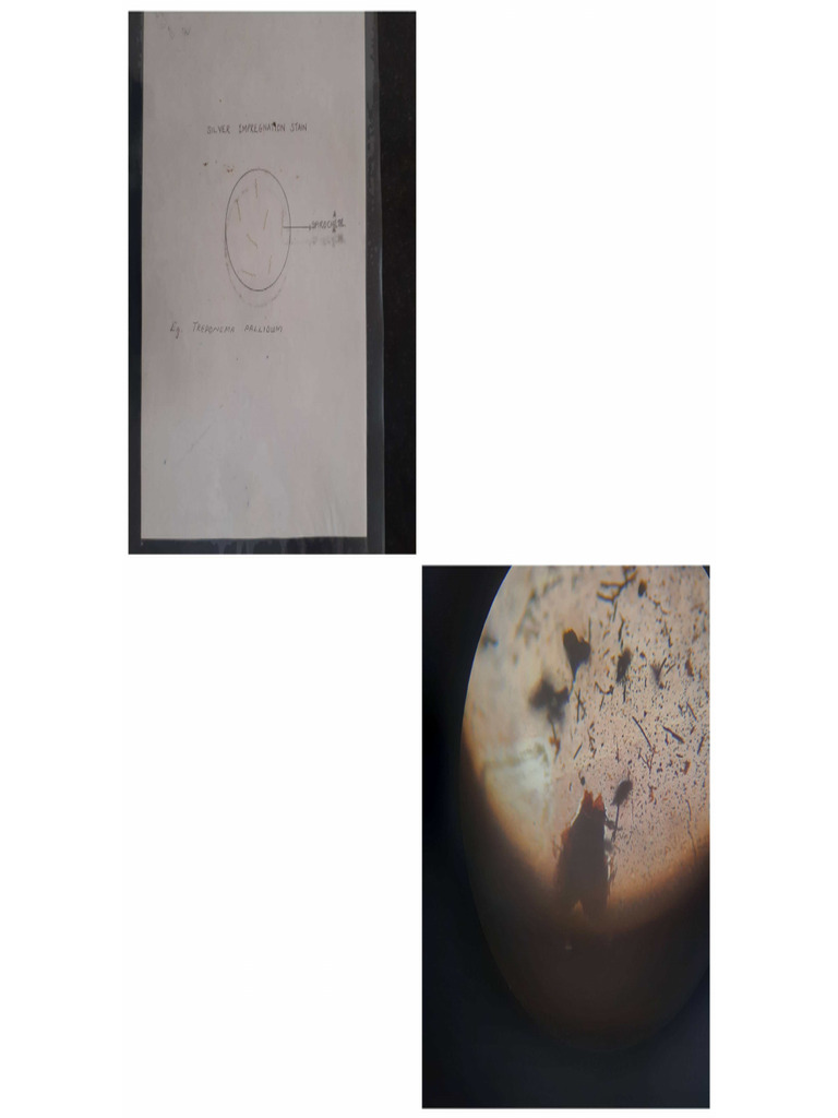 Micro Practical Slides Spotters | PDF