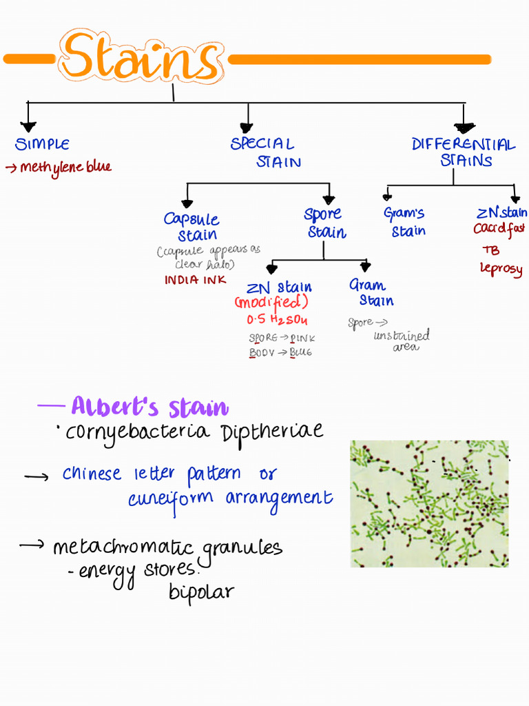 Microbiology Practicle | PDF