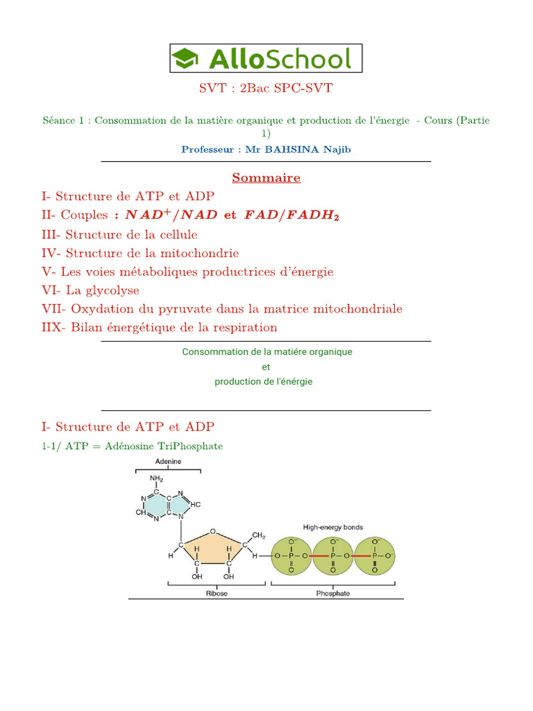 Seance 1 Consommation de La Matiere Organique Et Production de L Energie Cours Partie 1 | PDF
