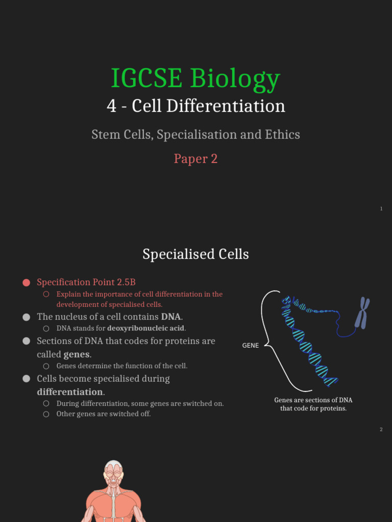 IGCSE Biology Lecture 4 Cell Differentiation | PDF