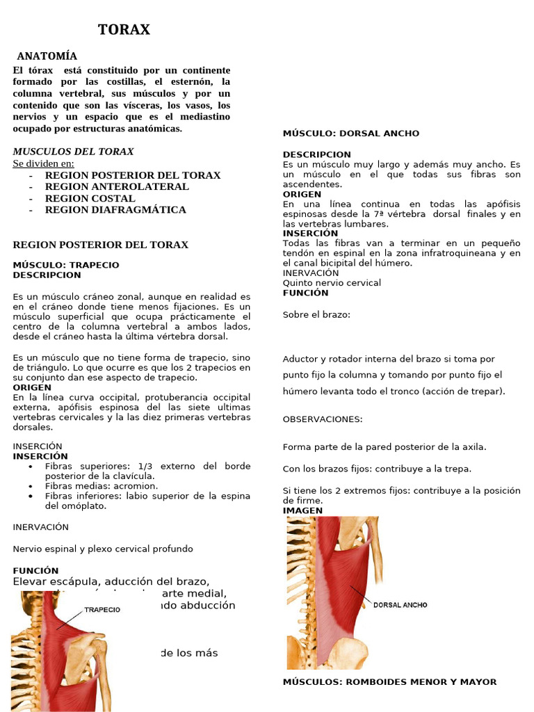 de clase de torax 20-8-10 algo arreglada | PDF