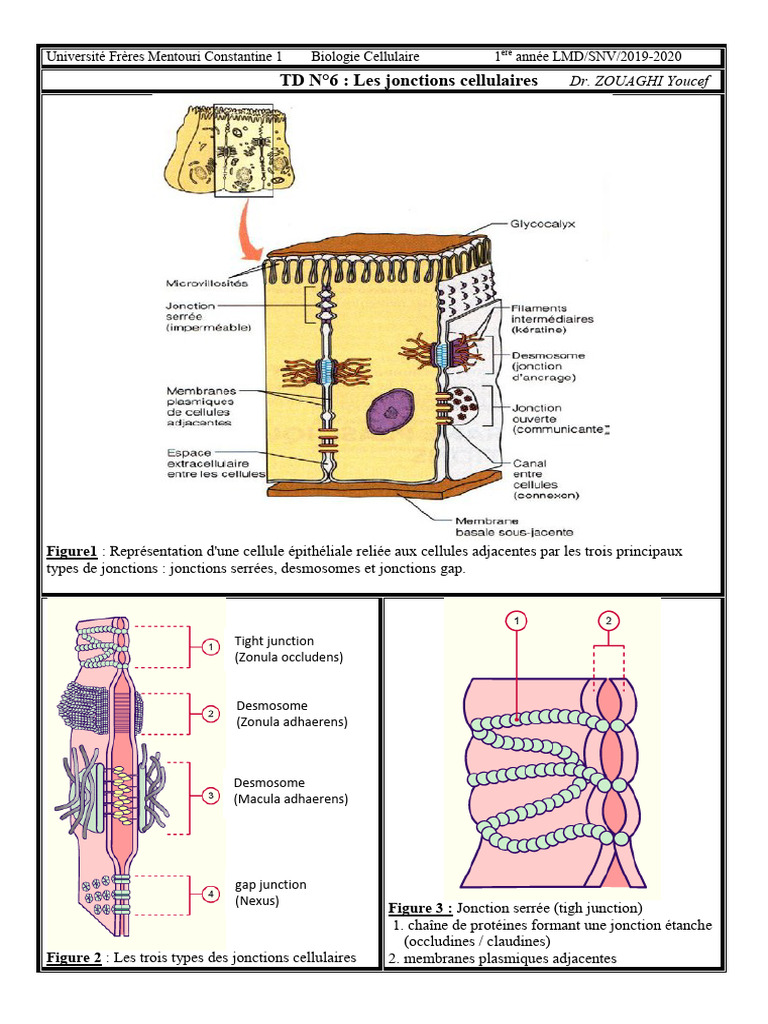 TD N 6 Les Jonctions Intercellulaires 2019-2020 | PDF