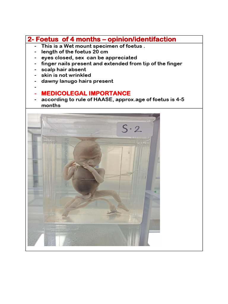 Museum Specimens Pdf