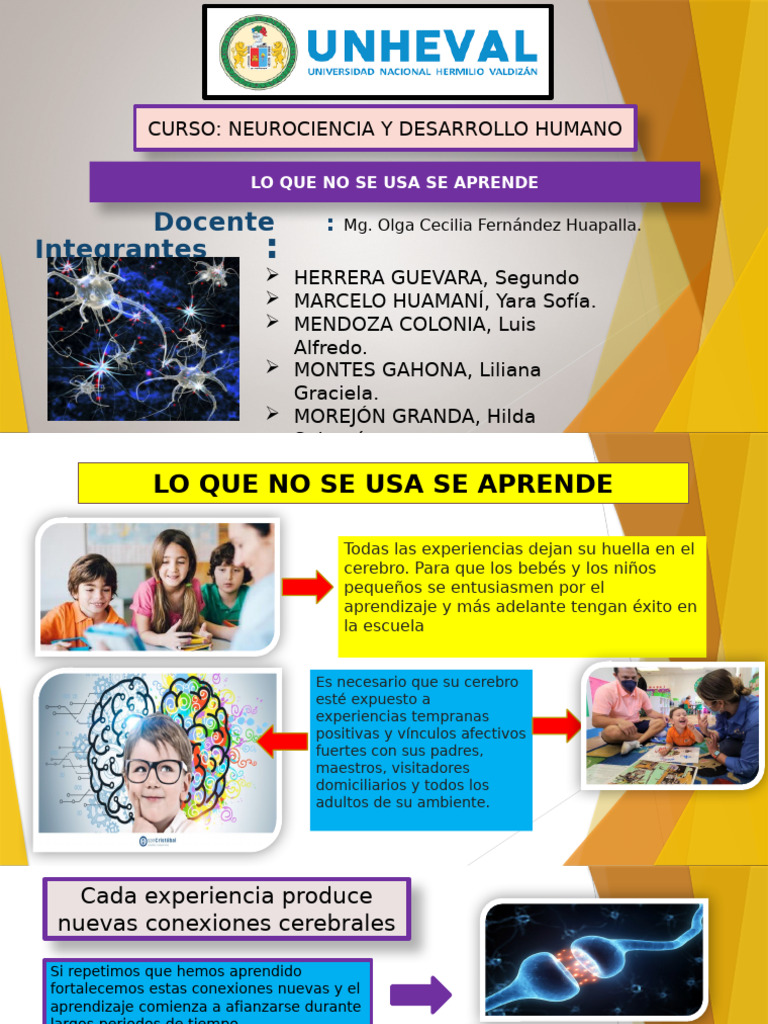 Conexiones Neuronales (Grupo 3) | PDF | Cerebro | Neurona
