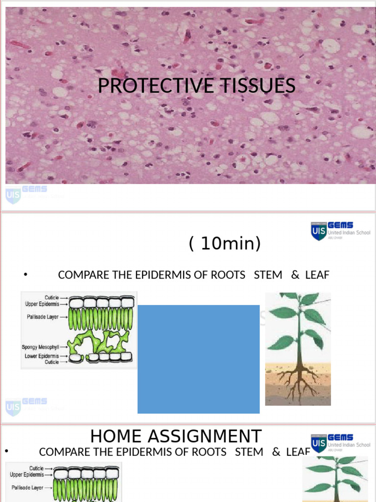 Cork Tissues | PDF