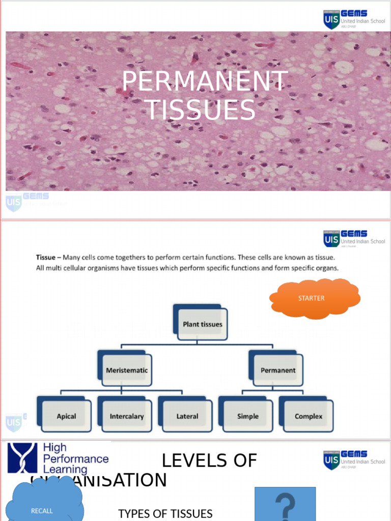 Simple Permanent Tissues | PDF