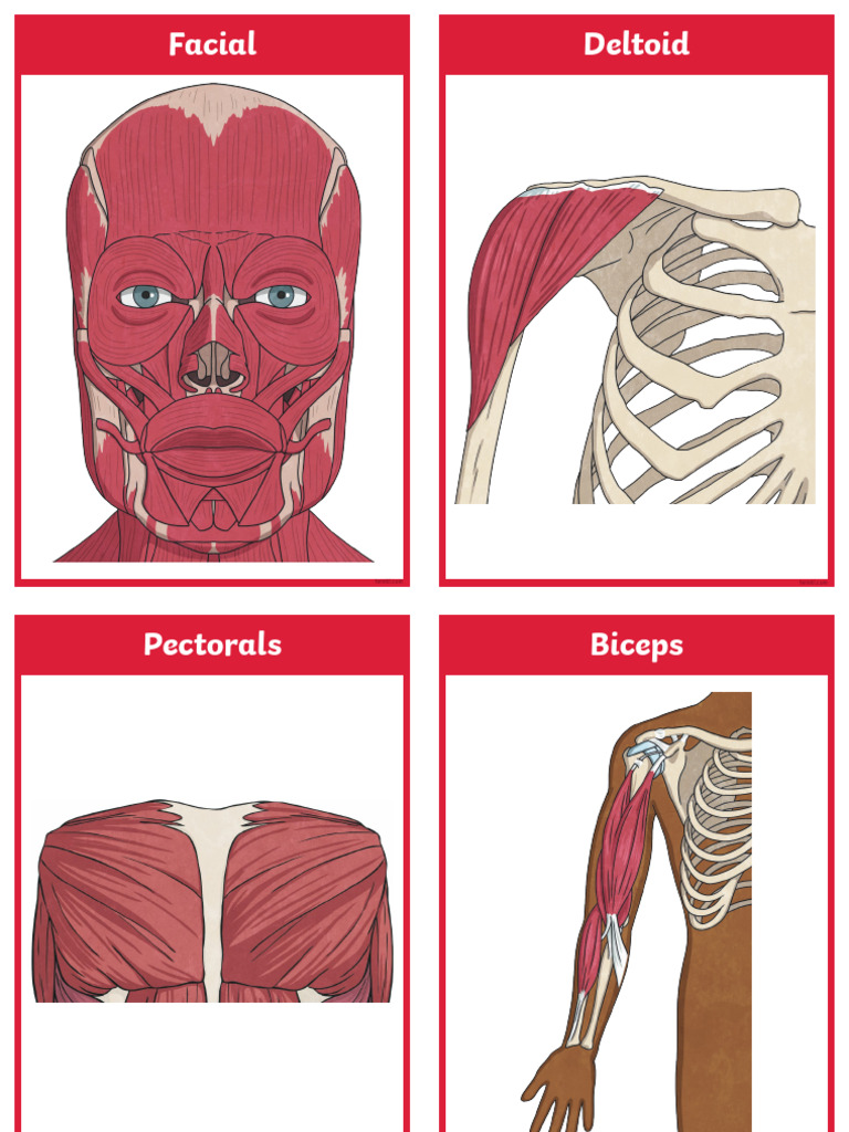 Muscle Flash Cards - Ver - 1 | PDF