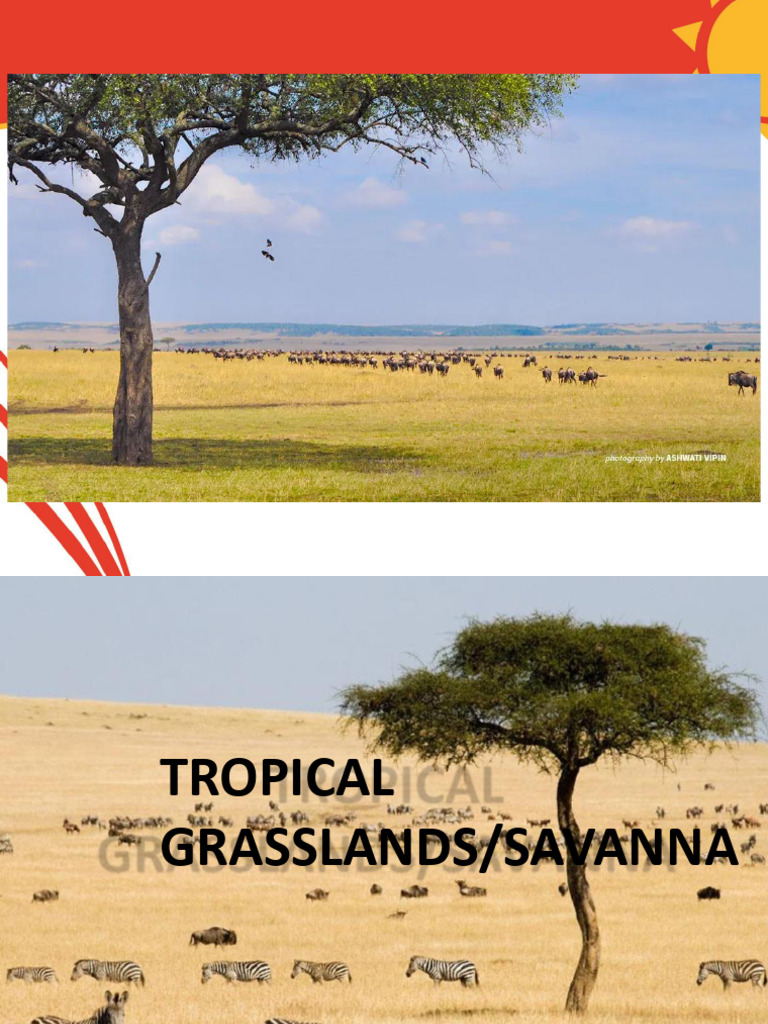 2.2tropical Savanna | PDF