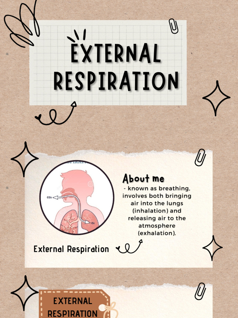 External Respiration | PDF
