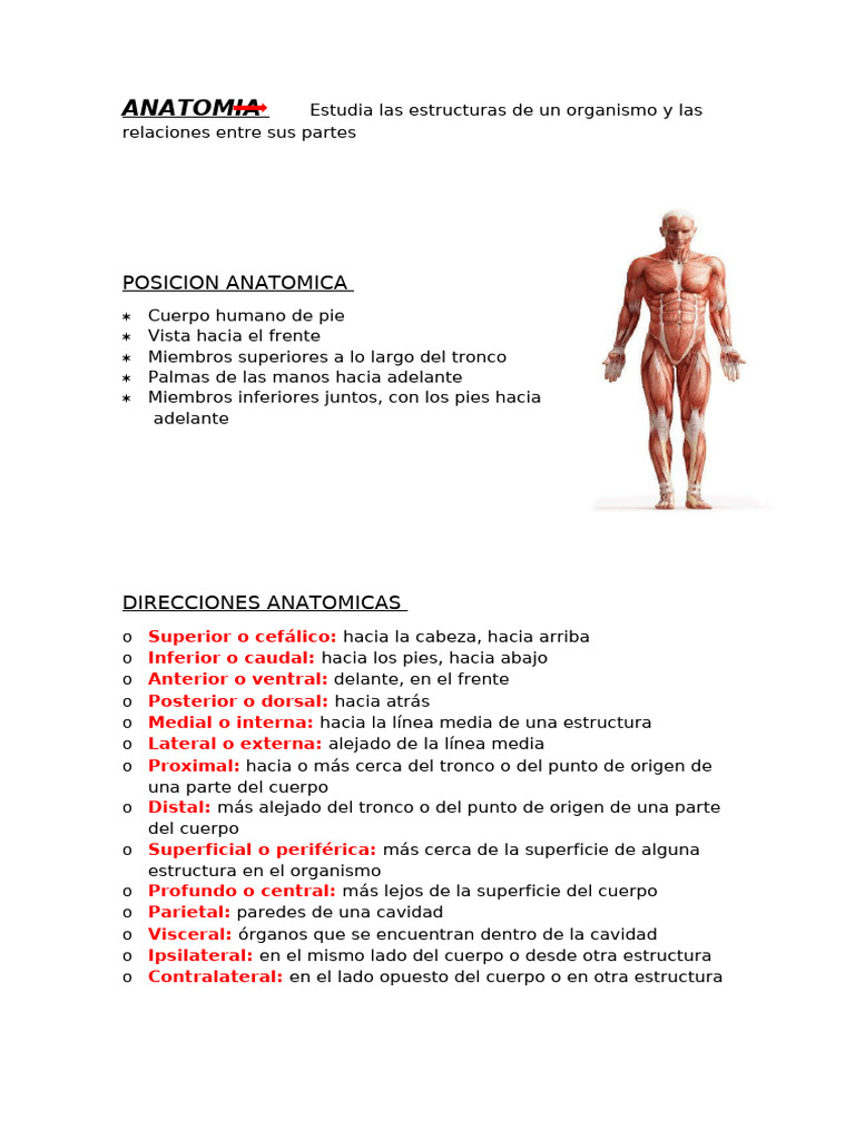 Anato Resumen | PDF