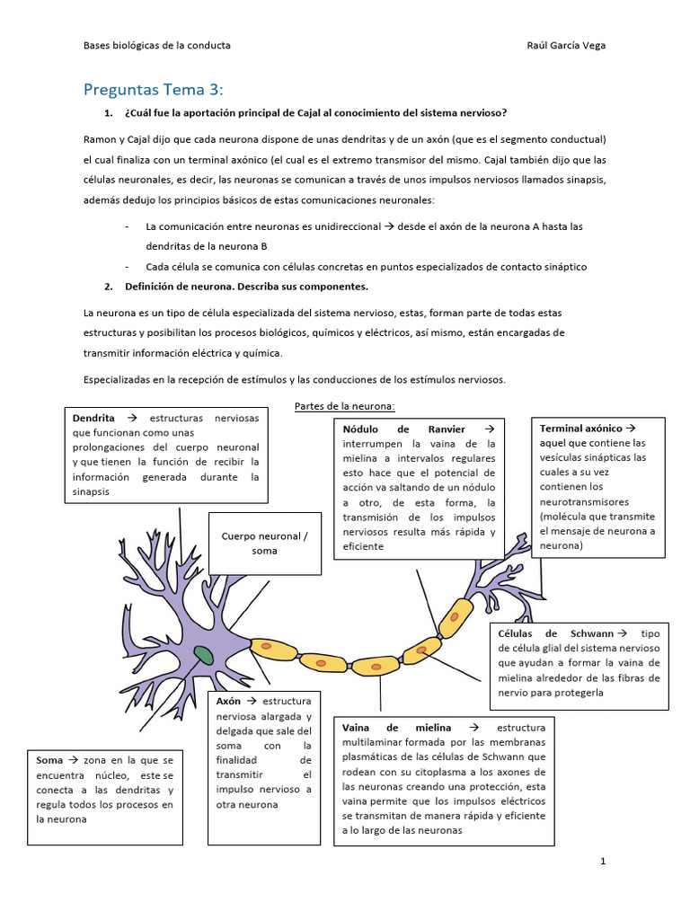 Preguntas Tema 3 | PDF
