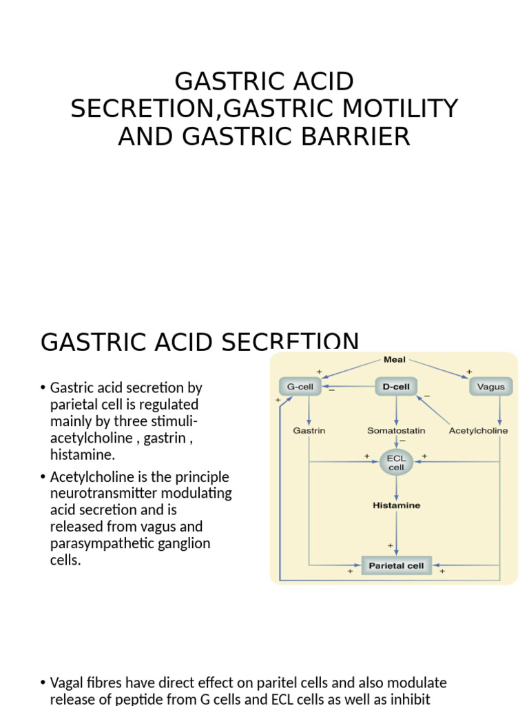 Gastric Acid Secretion, Gastric Motility, Gastric | PDF