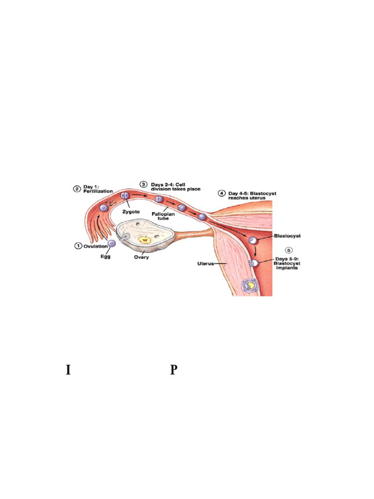 Ovulation Fertilization Implantation Placenta (Word) 2 | PDF