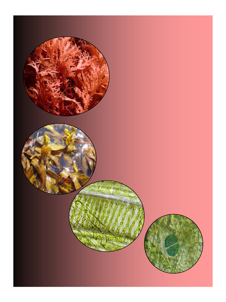 Guía de Estudio sobre Algas y Diversidad Vegetal | PDF | Algas ...