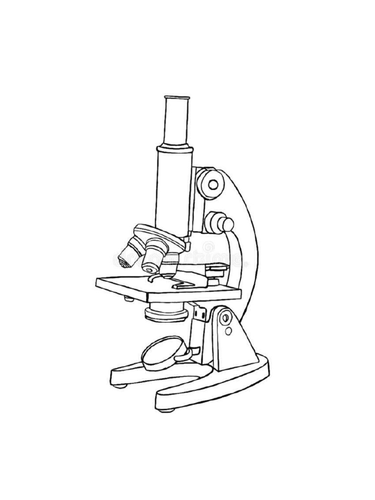 Compound Microscope Sketch | PDF