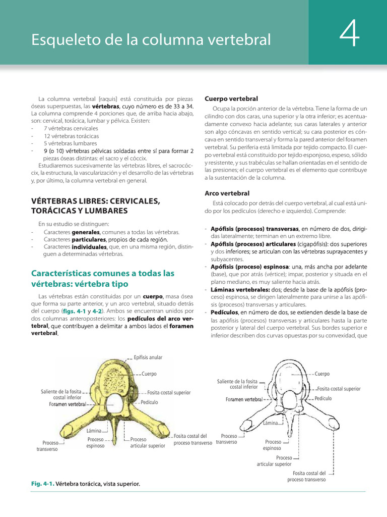 Latarjet COLUMNA VERTEBRAL | PDF