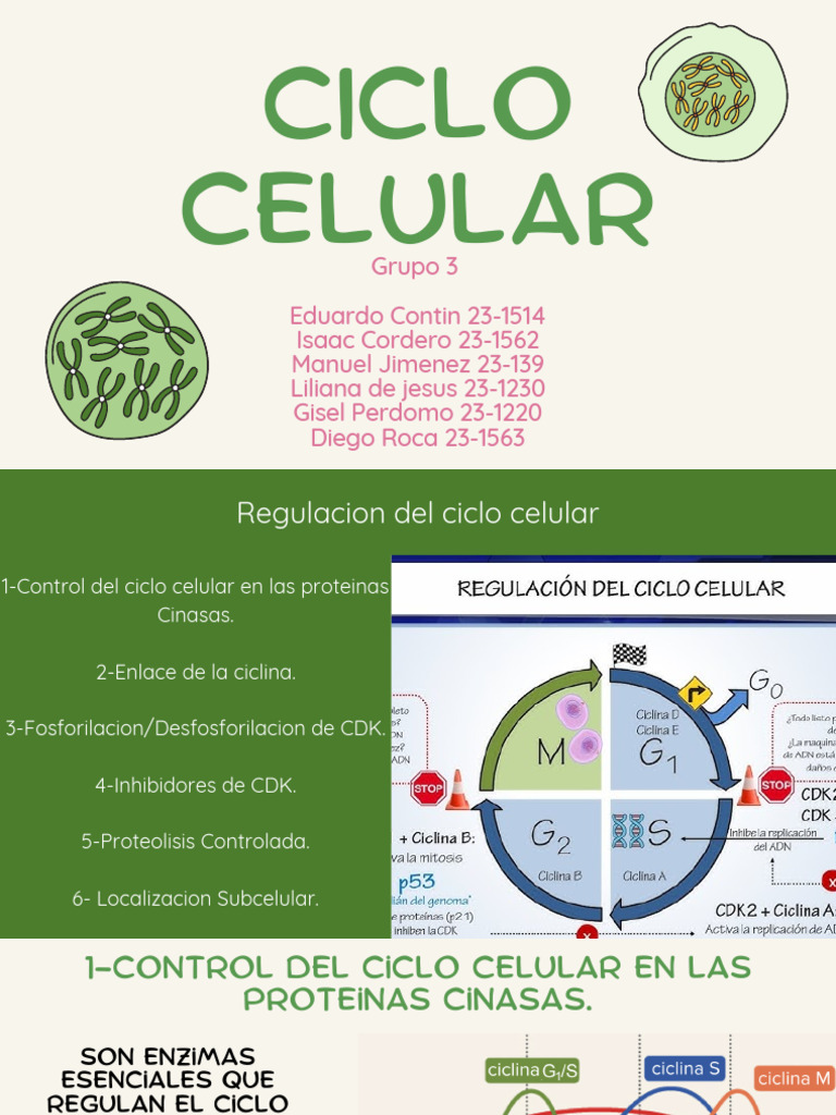 Ciclo Celular | PDF