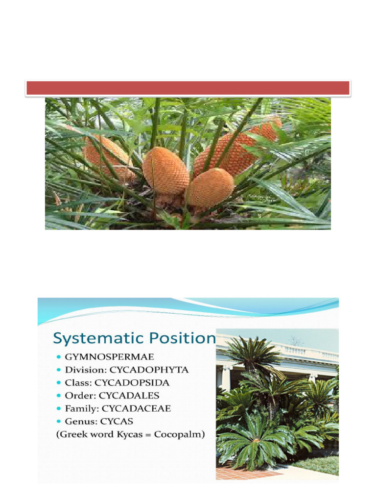 Cycas - Structure, Reproduction and Life Cycle. | PDF | Leaf | Seed