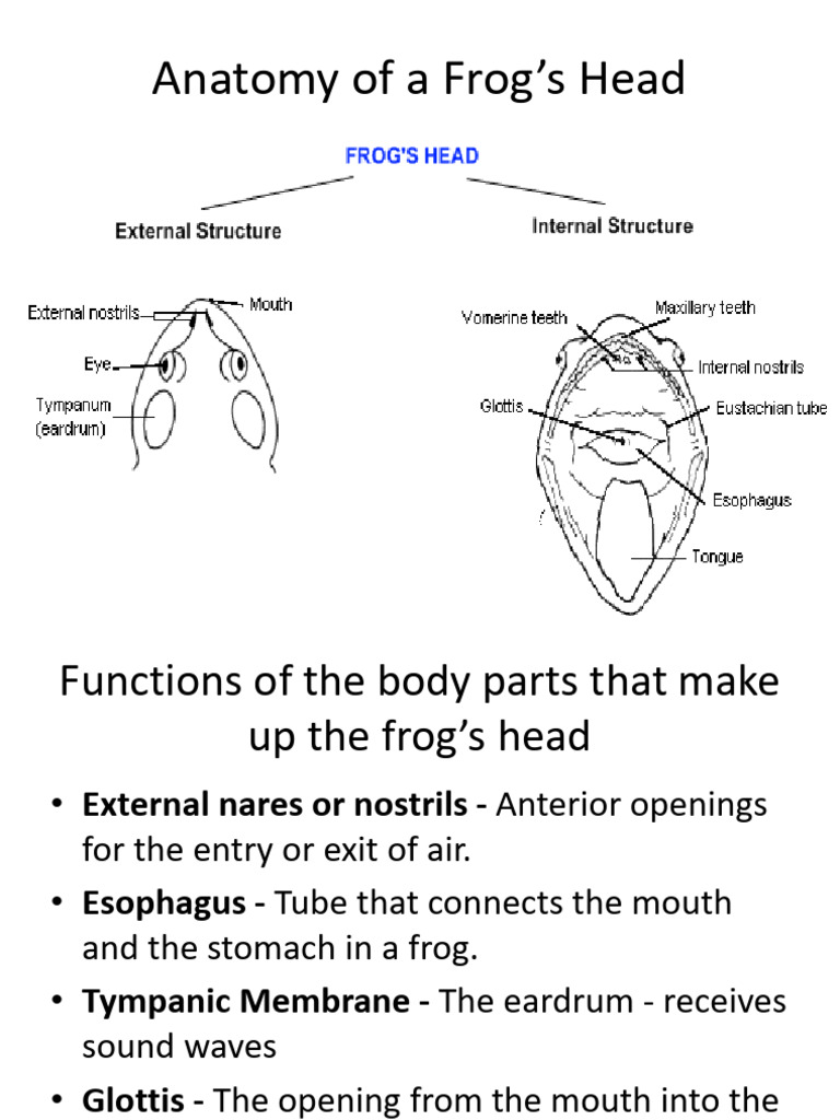 frog_body_parts_and_functions_2013 | PDF