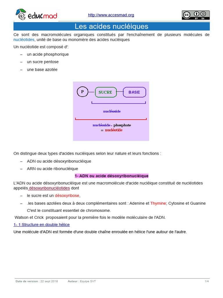 Acides Nucléiques | PDF