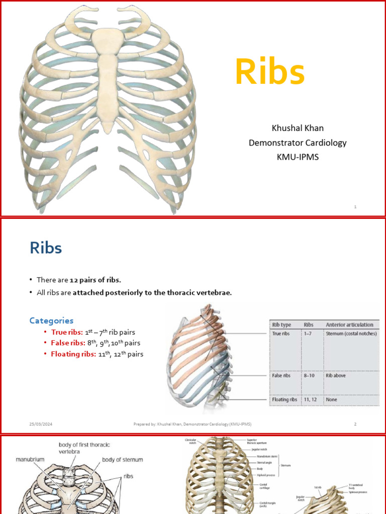 Lecture 03 - Ribs and Intercostal Spaces | PDF
