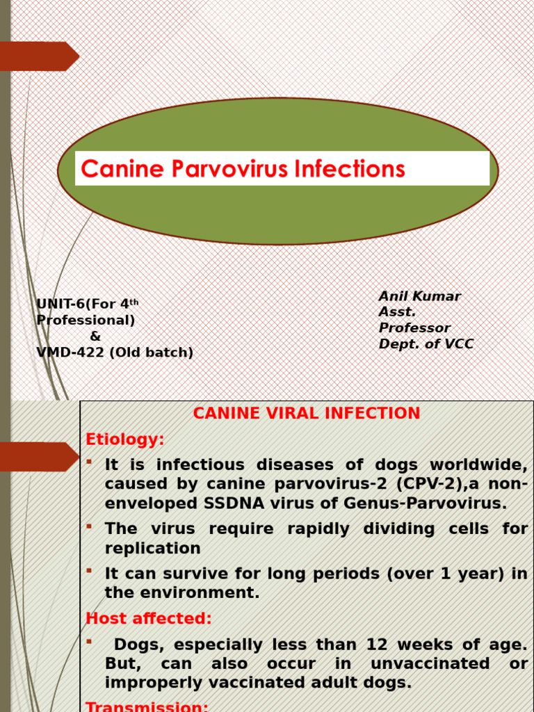 Parvo Viral Inf. | PDF