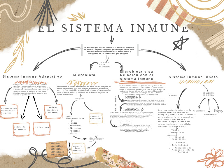 Mapa Conceptual El Sistema Inmune, Innato, Microbiota | PDF