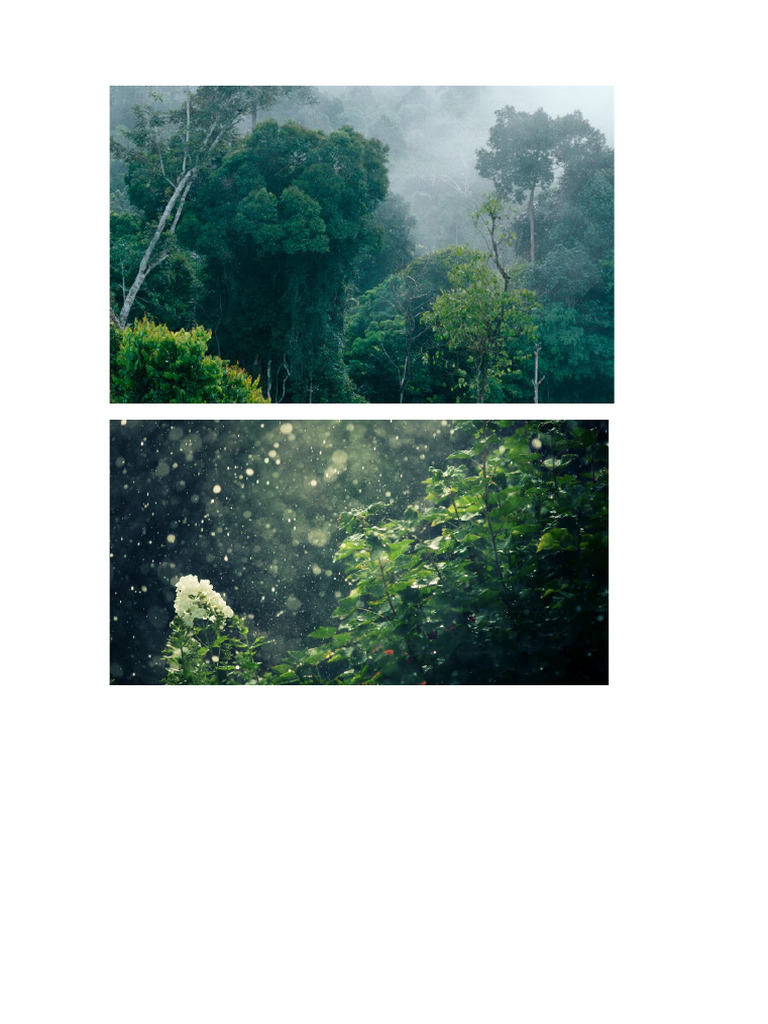 Rainforest | PDF