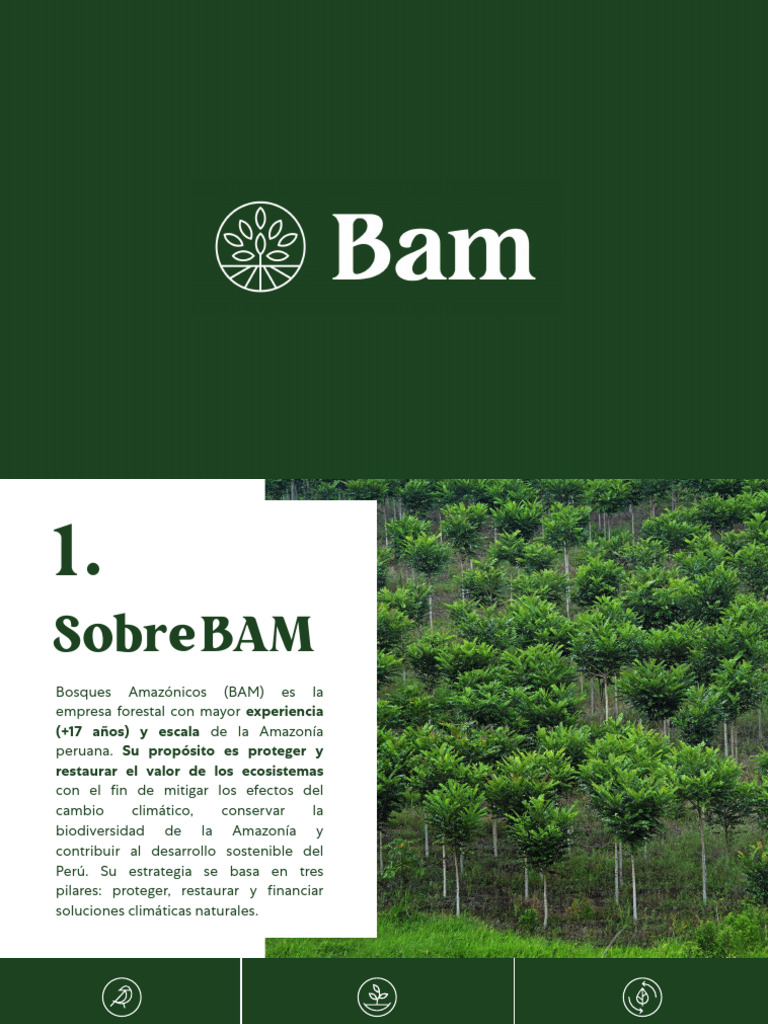 Bam Reporte Pcs Op | PDF