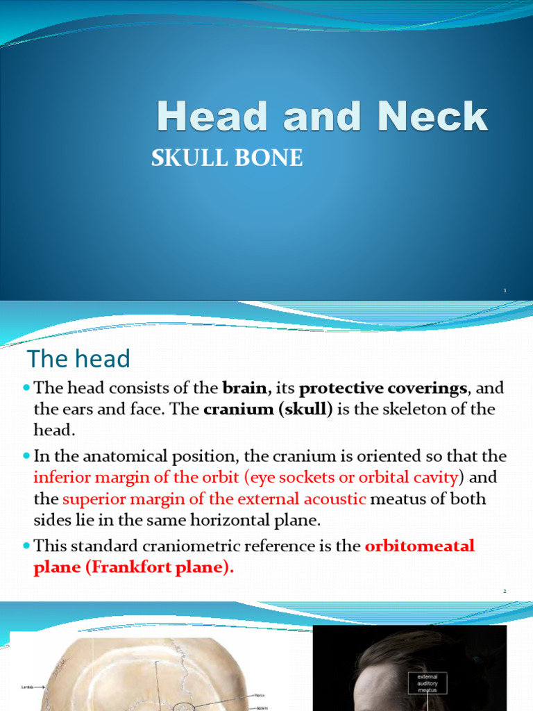 Gross Anat (H&N) 2 Skull Bone | PDF