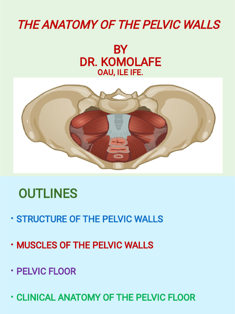 The Human Anatomy of The Pelvic Walls | PDF