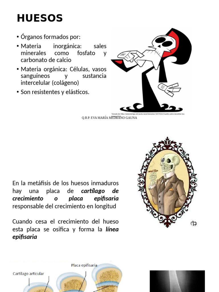 Huesos Pdf