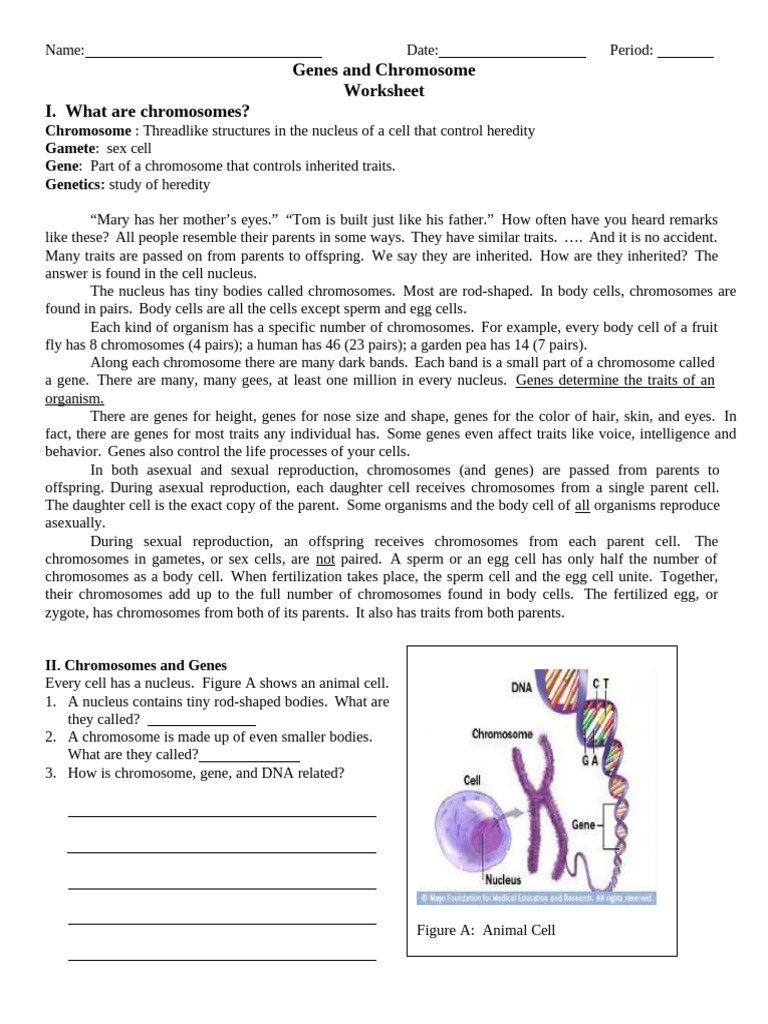 Lesson 4 Genes and Chromosome Worksheet | PDF