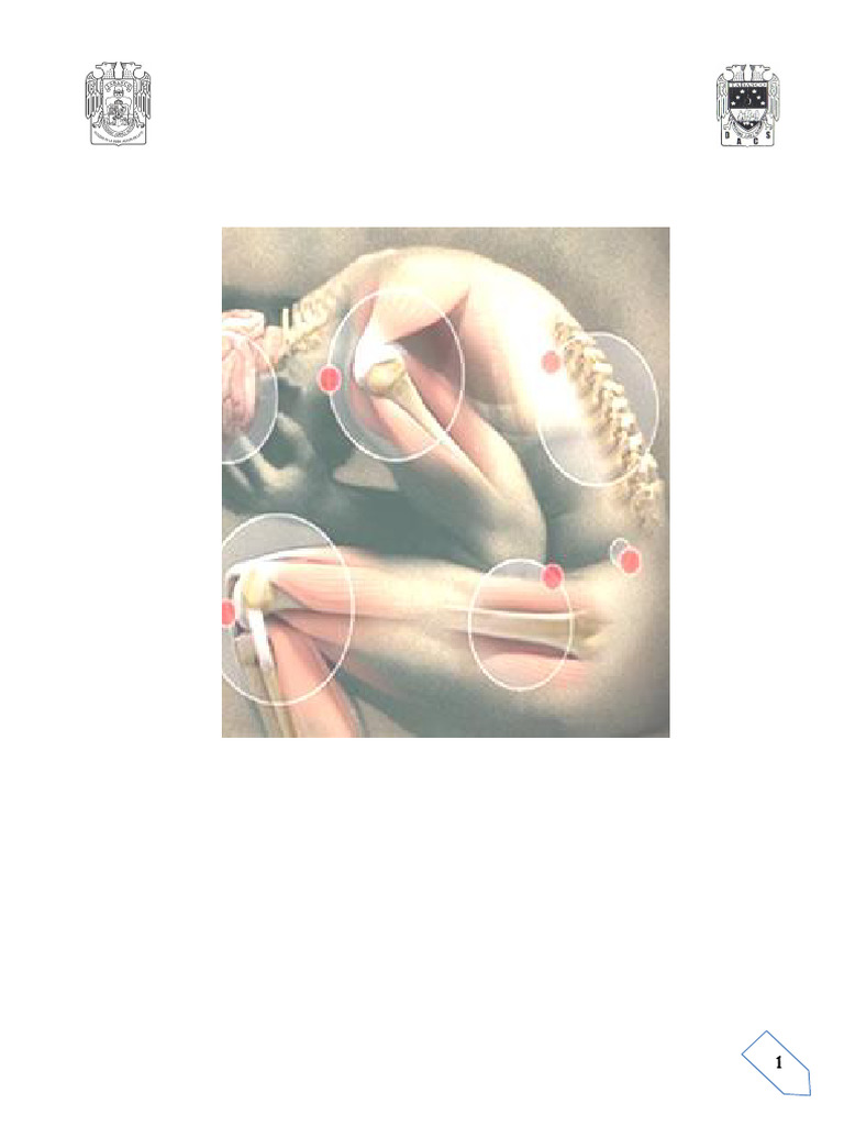 Exploración Sistema Musculo Esquelético | PDF | Rodilla | Ciencia y ...