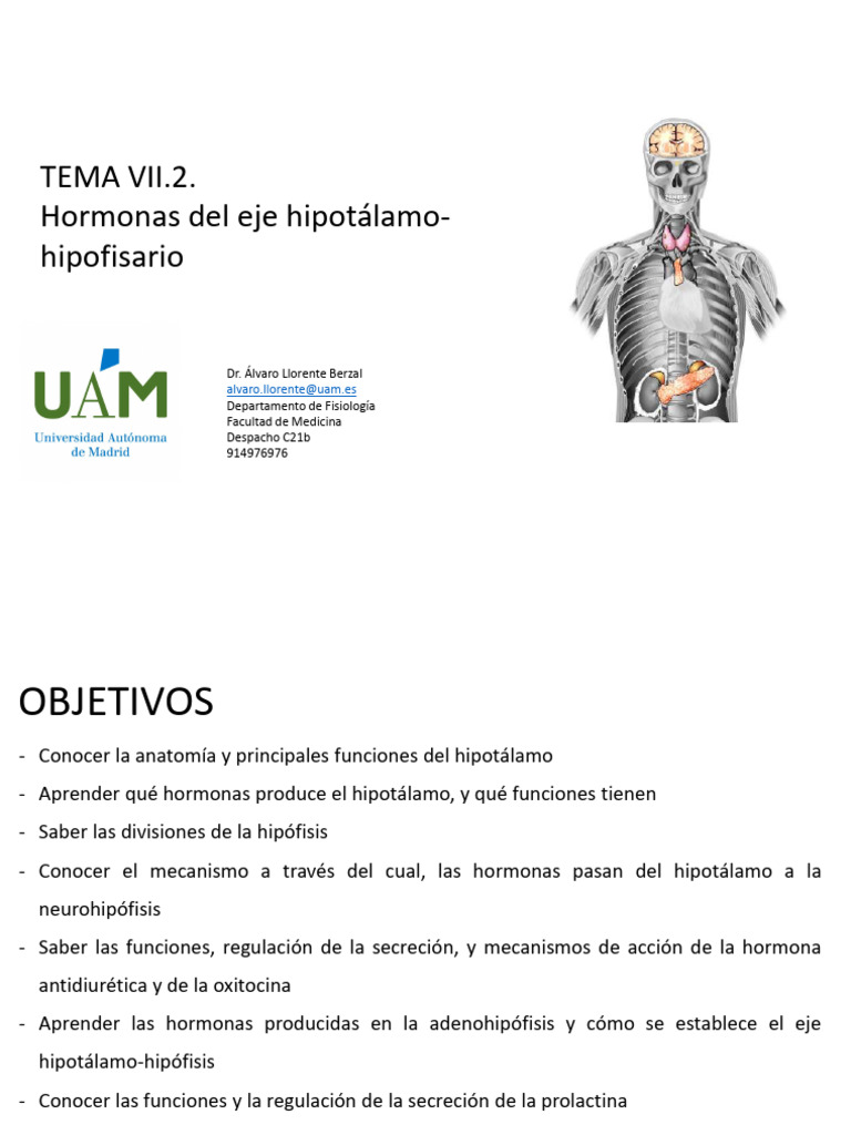 Hormonas Hipotálamo | PDF | Hipotálamo | Glándula pituitaria