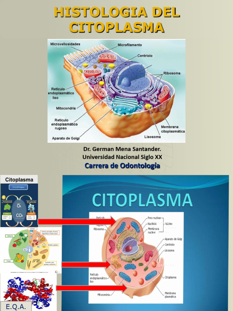 Histologia Del Citoplasma | PDF
