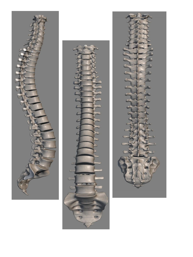 Vertebras | PDF