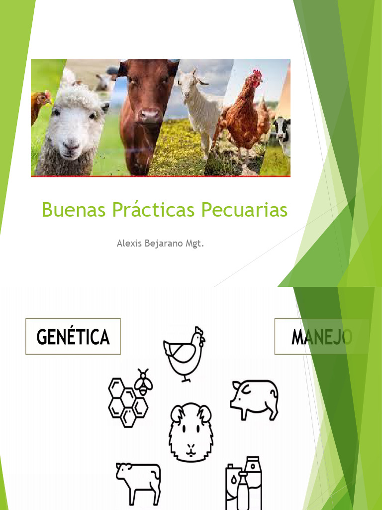 Buenas Practicas Pecuarias | PDF