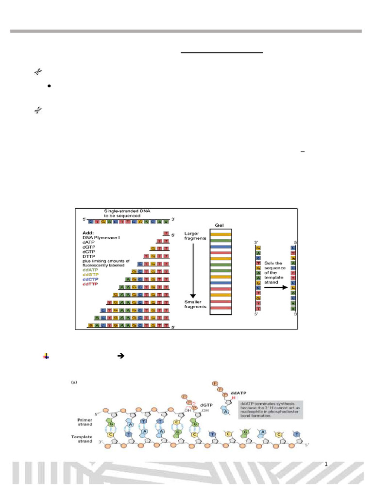 Sanger Sequencing | PDF