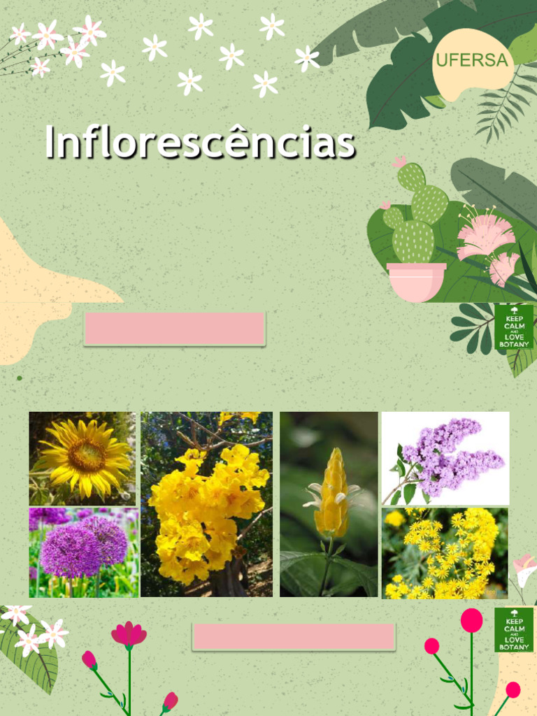 Aula Inflorescncias | PDF